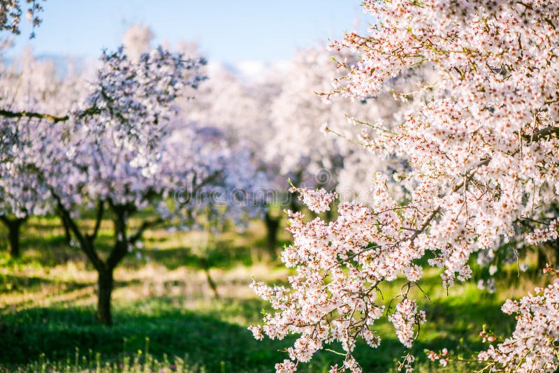Delicate Flowers on Fruit Trees at Spring Stock Image - Image of pink ...