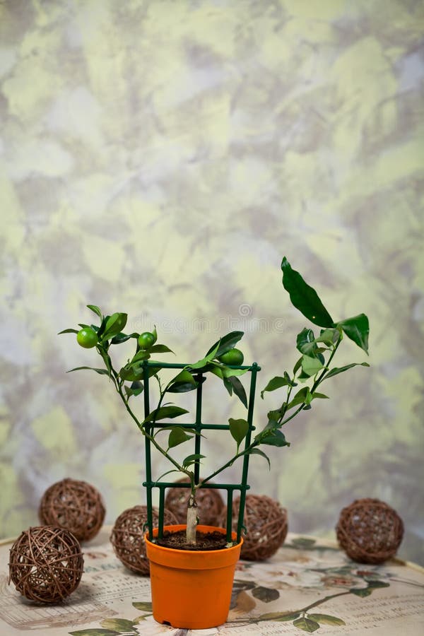 Delicate Flowers in a Romantic Composition Stock Photo - Image of ...