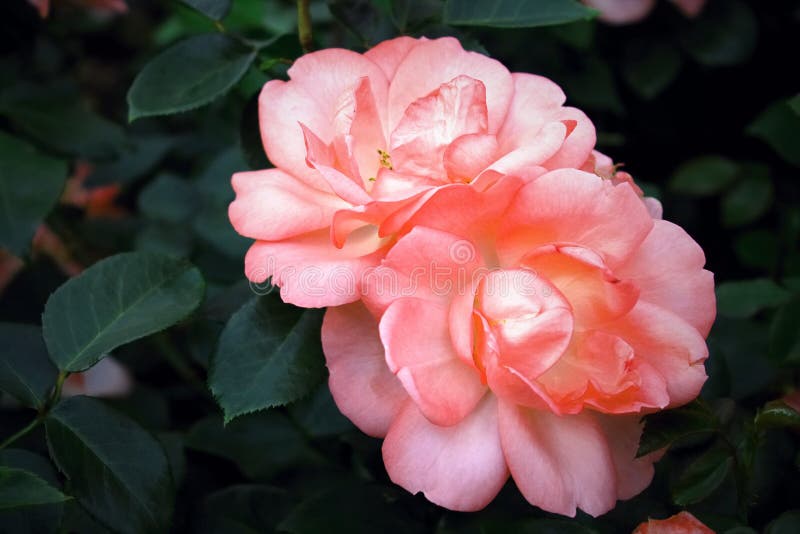 Delicate flowers stock image. Image of aroma, bouquet - 58264173