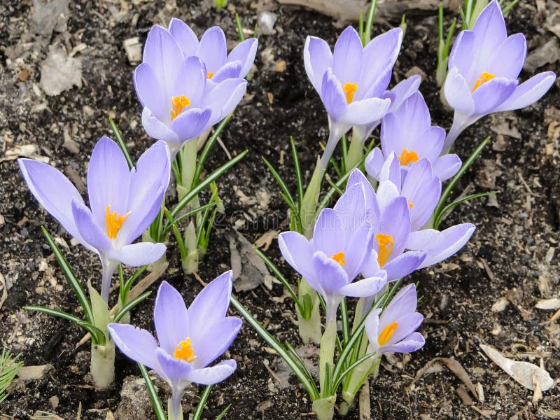 Delicate Flowers of Spring 001 Stock Photo - Image of earth, outdoors ...