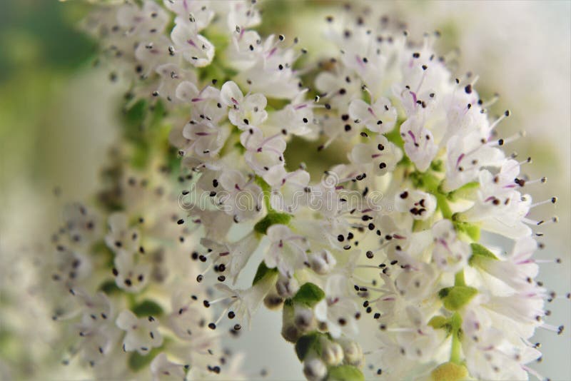 Delicate and Fragrant Commiphora Myrrha Flowers Stock Image - Image of ...