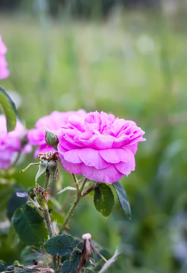 Delicate, Fragrant, and Fragile Pink Roses in Bloom in a Summer Garden ...