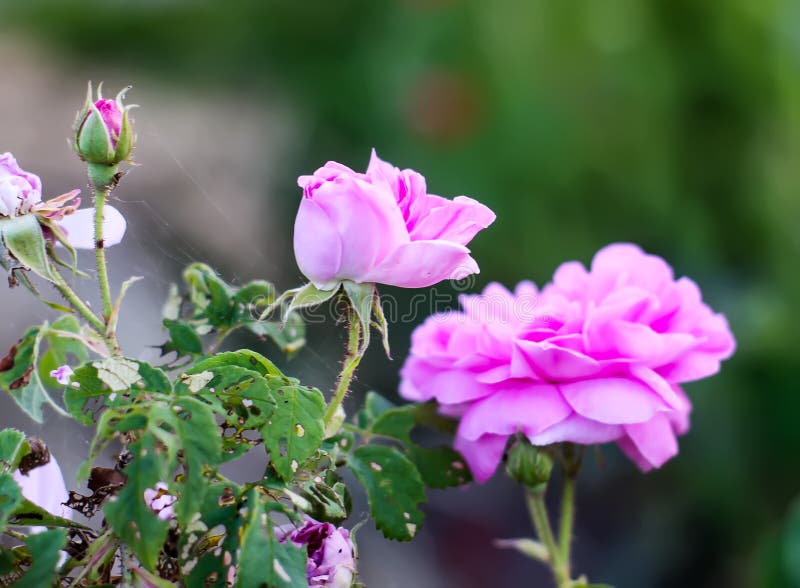 Delicate, Fragrant, and Fragile Pink Roses in Bloom in a Summer Garden ...