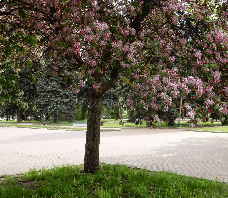 Delicate Fragrant Light Pink Inflorescences of a Decorative Apple Tree ...