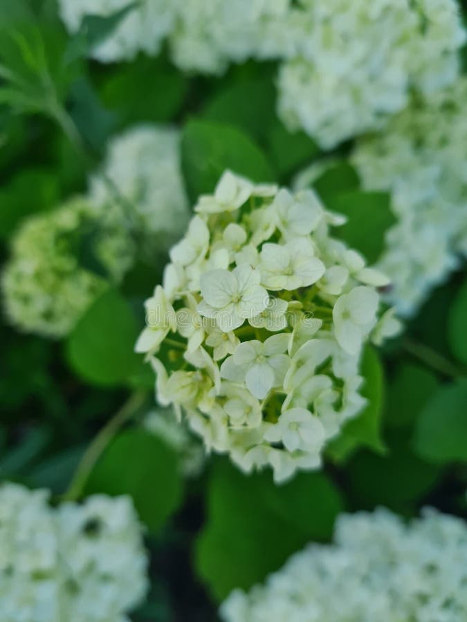 Delicate Gerberas Like Fluffy Lumps in Green Foliage Stock Photo ...