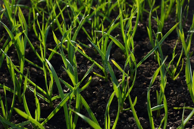 Tender Grass Stalks in Backlit Garden Stock Image - Image of grass ...