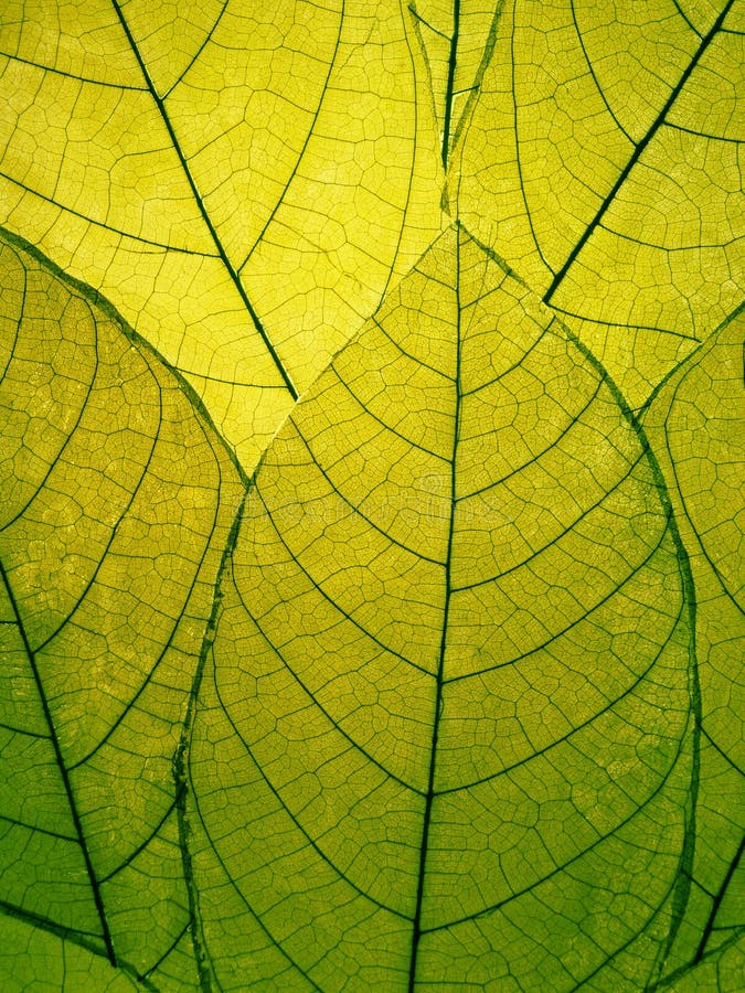 Delicate Green Leaves Detail Stock Photo - Image of macro, nature: 15994666