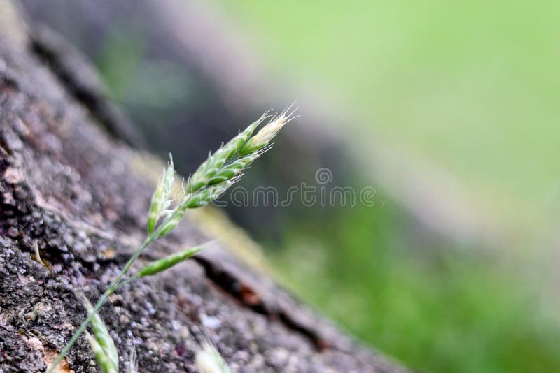 Delicate Green Plant Sprouting Stock Image - Image of vibrant, textured ...