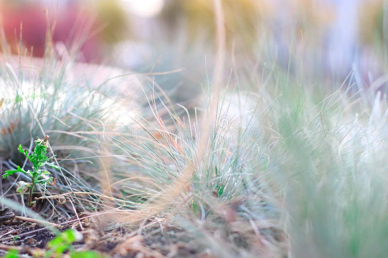 Delicate Green Plants, Landscape Design Stock Photo - Image of meadow ...