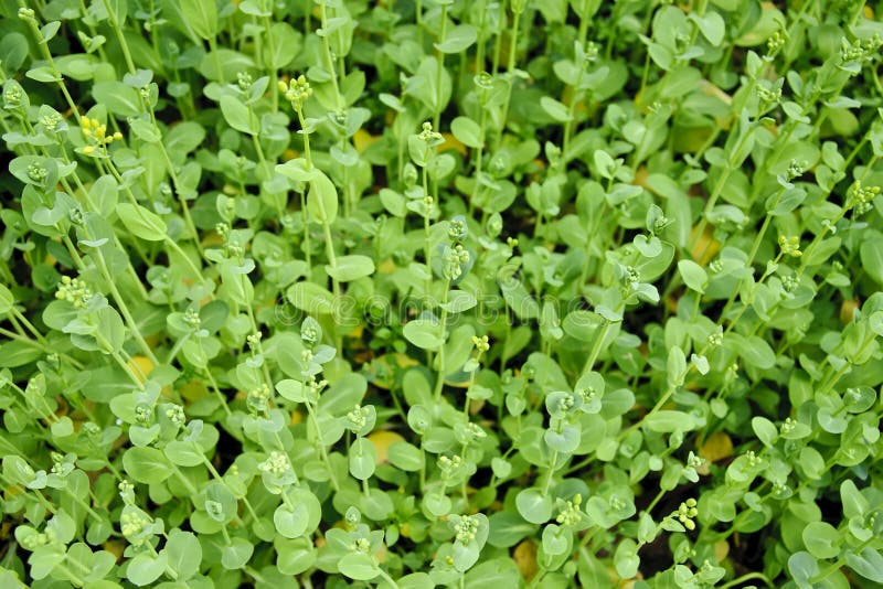 Green sprouts stock image. Image of plants, hope, tender - 29745557