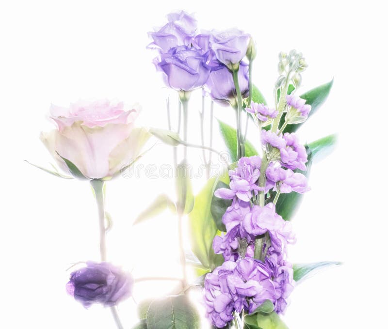 A Delicate High Key Soft Focus Pastel Rose and Isianthus Violet Flower ...