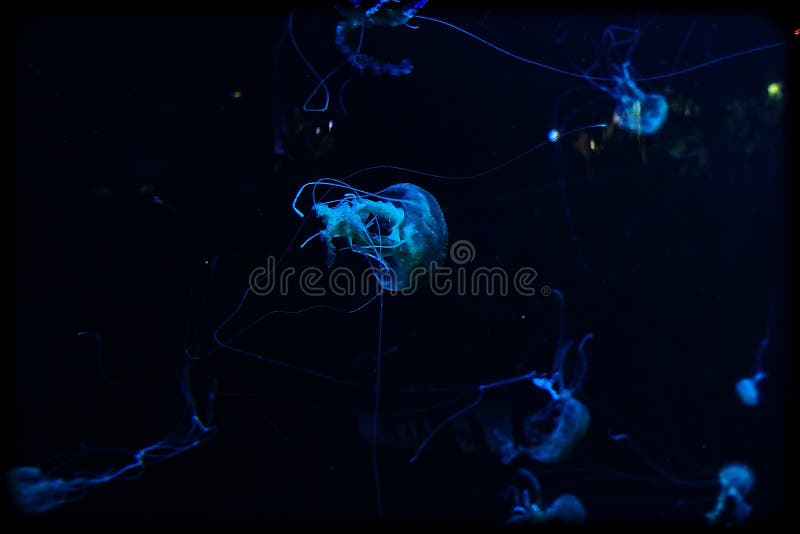 Delicate Jellyfish Floating in Black Water in an Aquarium Creating an ...