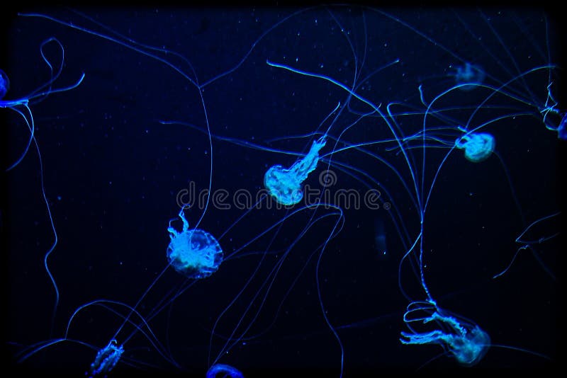Delicate Jellyfish Floating in Black Water in an Aquarium Creating an ...