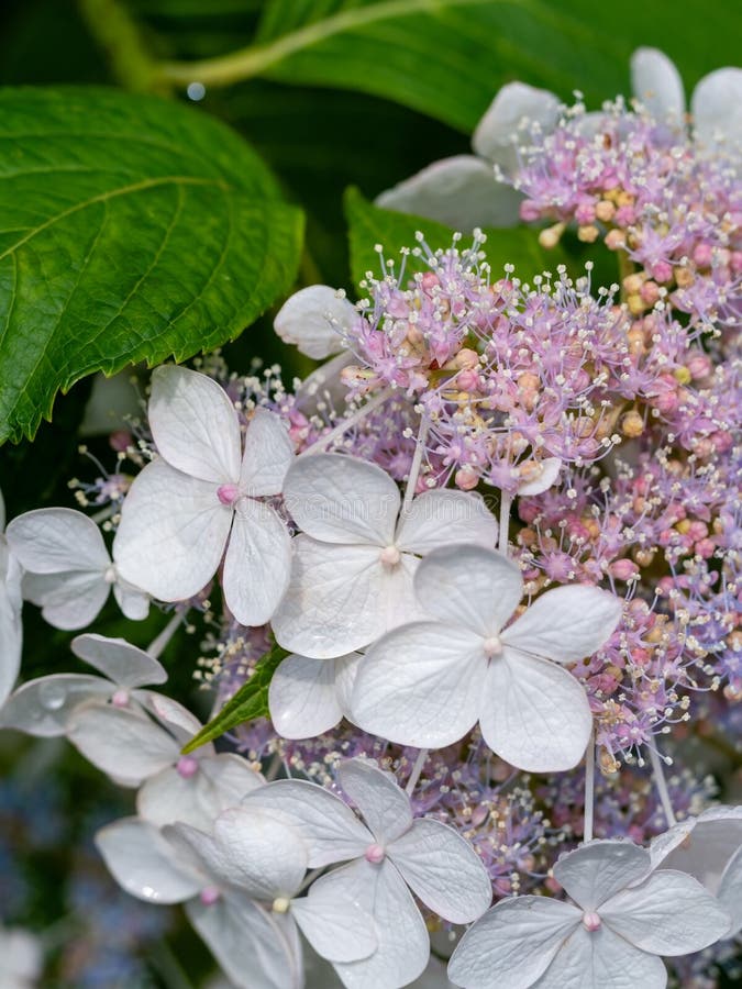 Delicate Lacecap Hydrangea in Bloom Stock Image - Image of spring ...