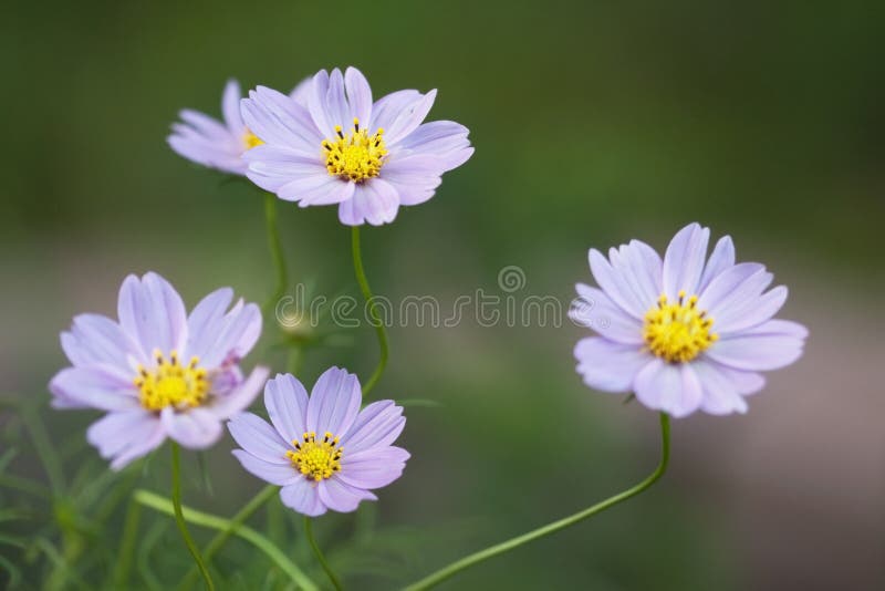 Delicate Lavender Cosmos Bipinnatus Blossoms Stock Image - Image of ...