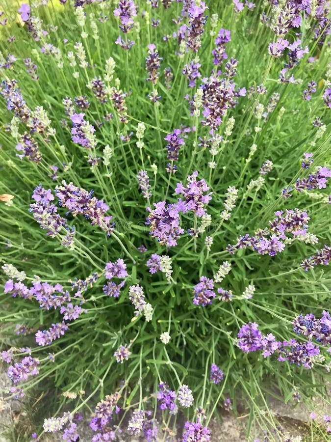 Delicate Lavender in the Garden Stock Image - Image of branch ...