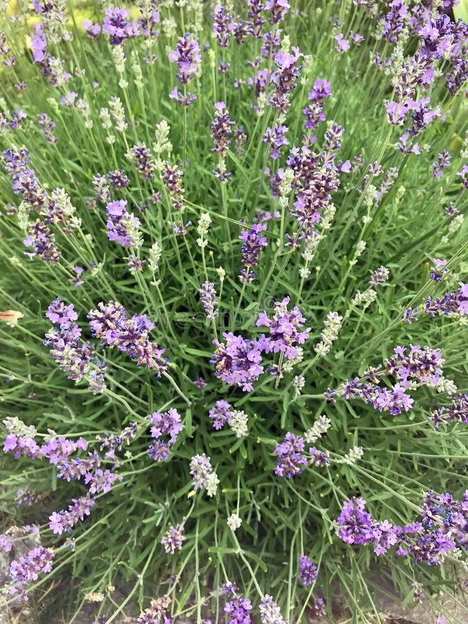Delicate Lavender in the Garden Stock Image - Image of linear, nature ...