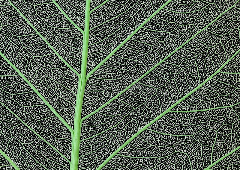 Delicate Leaf Cell Structure Stock Image - Image of leaf, backdrop ...