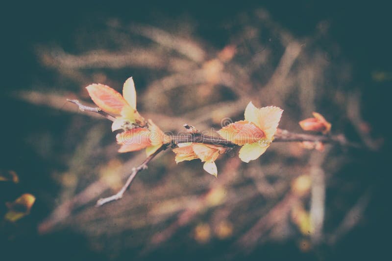 Delicate Leaves on Branches in the Warm Spring Sunshine in March Stock ...