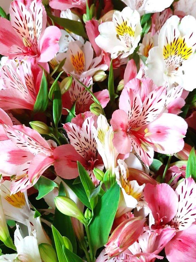 Delicate Light Flowers Background. Spring Nature Template Modern Stock ...