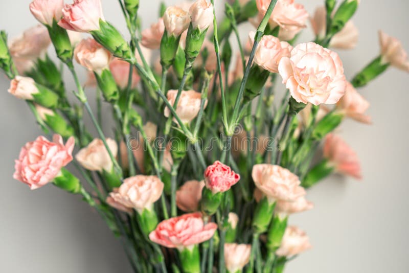 Delicate Light Pink Carnation Flowers on a Light Gray Background Stock ...