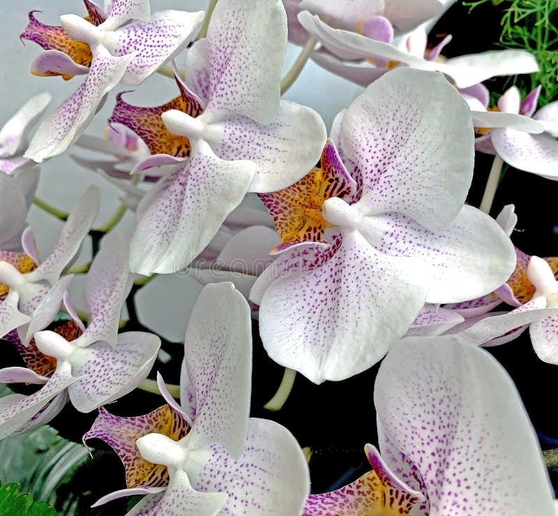 Delicate Light Purple Orchid Blooms in a Pot Stock Image - Image of ...