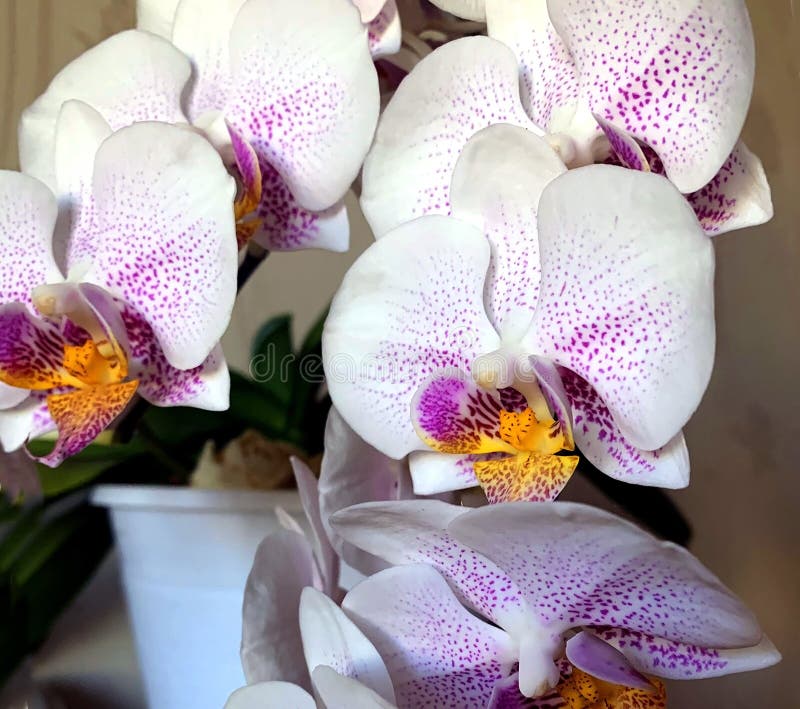 Delicate Light Purple Orchid Blooms in a Pot Stock Image - Image of ...