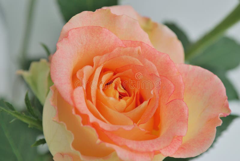 Light Red Rose with Thick Petals Starting To Close and Whiter Stock ...