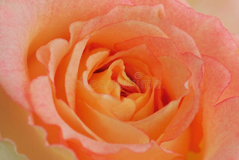 Delicate light rose stock image. Image of beautiful - 222390783
