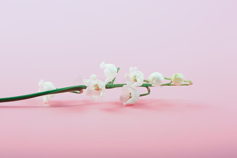 Delicate Lilies of the Valley on a Pink Background Stock Image - Image ...