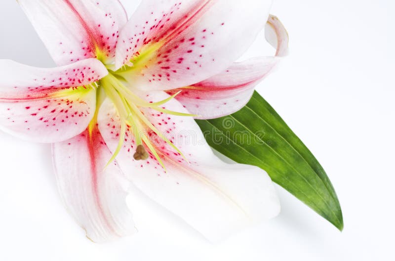 Delicate Lily Picture. Image: 4370721