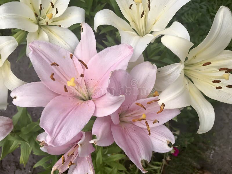 Delicate Lily Flower in the Garden Stock Photo - Image of green, petal ...