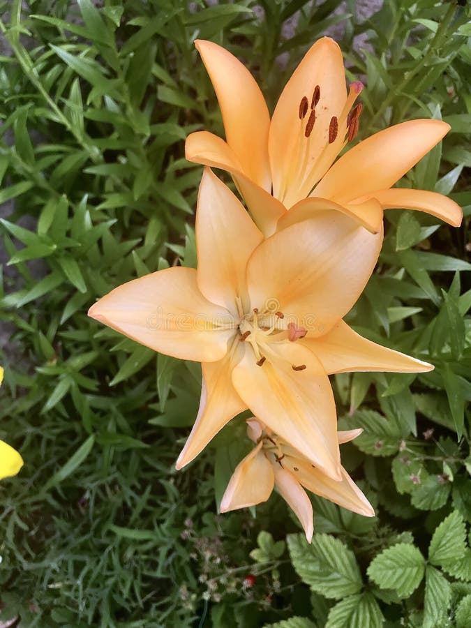 Delicate Lily Flower in the Garden Stock Photo - Image of green, branch ...
