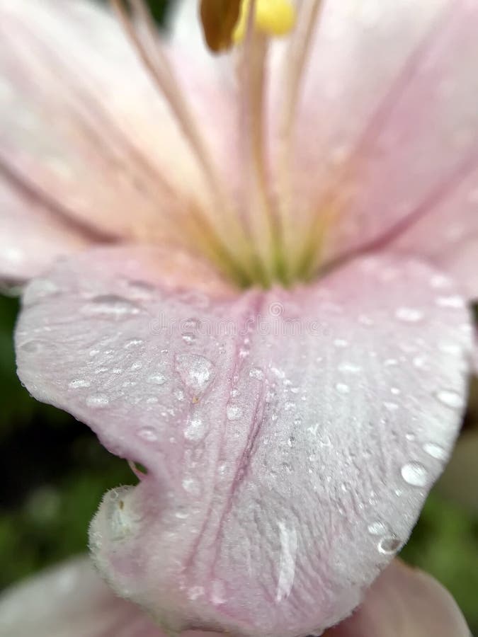Delicate Lily Flower in the Garden Stock Image - Image of lily, blossom ...
