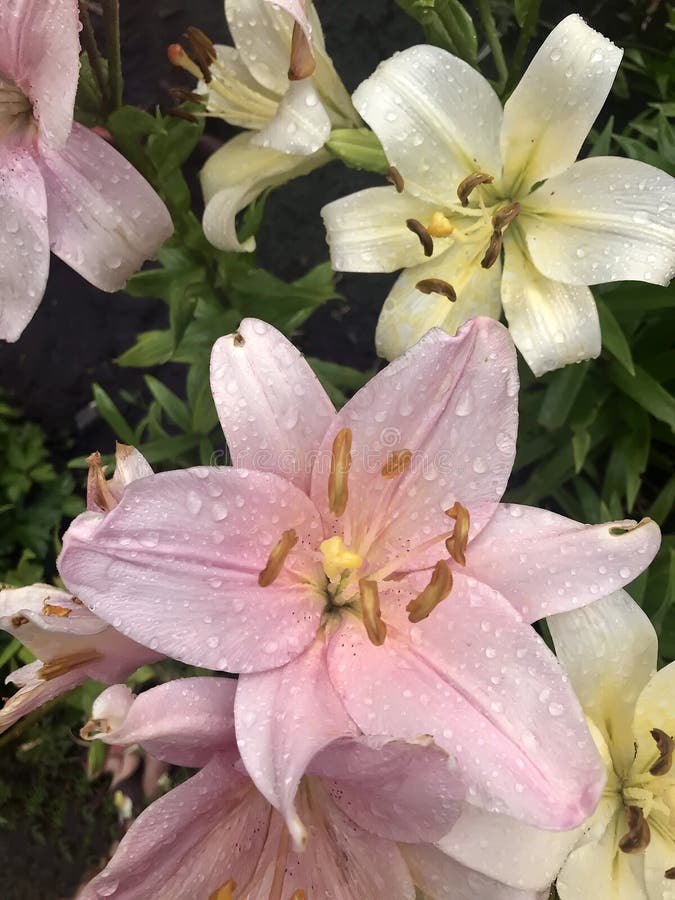 Delicate Lily Flower in the Garden Stock Photo - Image of drop, bouquet ...