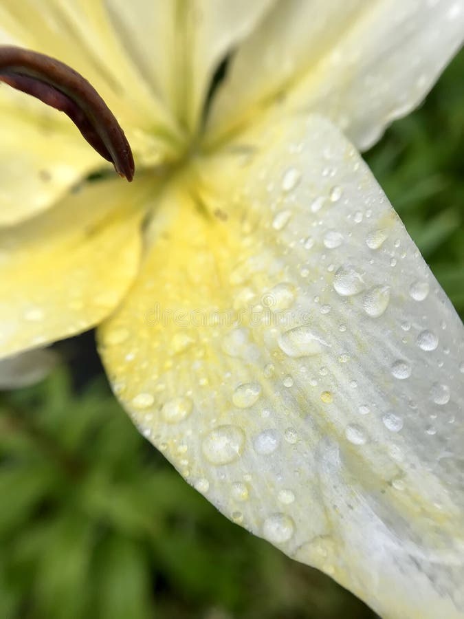Delicate Lily Flower in the Garden Stock Image - Image of flower ...