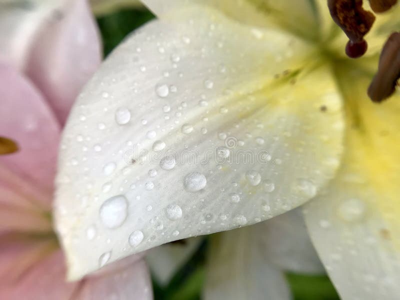 Delicate Lily Flower in the Garden Stock Photo - Image of element ...