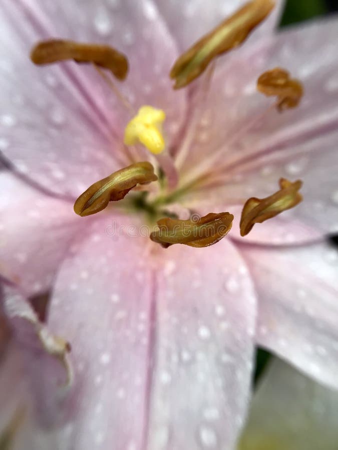 Delicate Lily Flower in the Garden Stock Photo - Image of macro, beauty ...