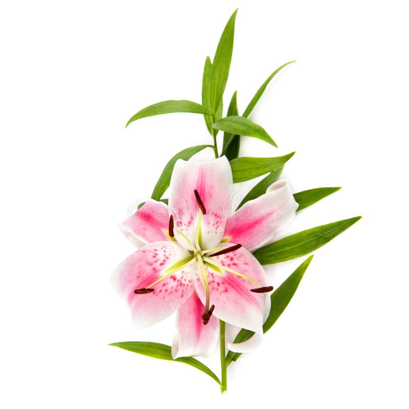 Delicate Lily Flower Isolated on White Stock Image - Image of lilly ...