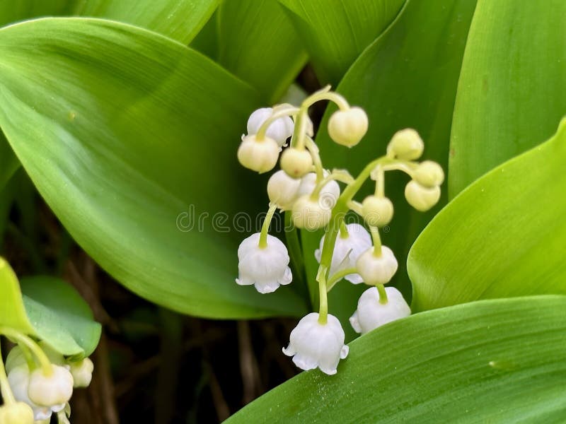 Delicate Lily of the Valley Blossoms: a Close-Up of Spring S Fragrant ...