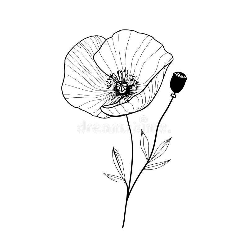 A Delicate Line Drawing of a Poppy Flower Stock Illustration ...