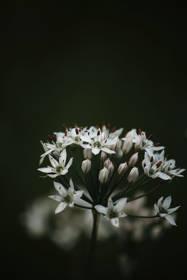 Delicate Little White Wild Flowers on a Black Background Stock Image ...