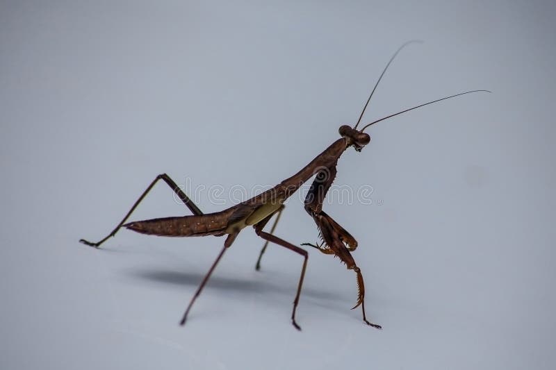 Miomantis Caffra Stock Photos - Free & Royalty-Free Stock Photos from ...