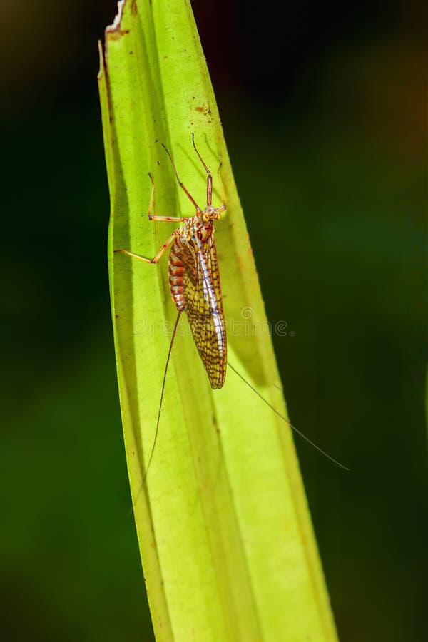 Day Fly Ephemeroptera in the Green Stock Image - Image of network ...