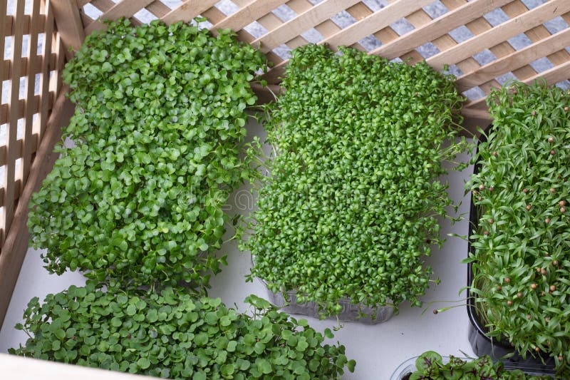 Microgreens Sprouting in a Container, Symbolizing Fresh, Healthy Growth ...