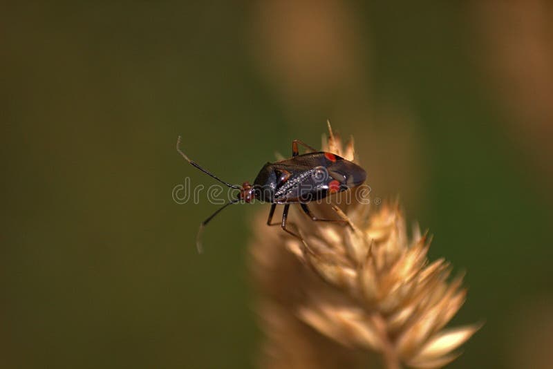 Delicate minuscule insect stock photo. Image of yellow - 251388464