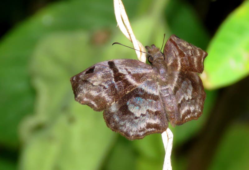 Delicate Moth from the Atlantic Forest Stock Photo - Image of animal ...