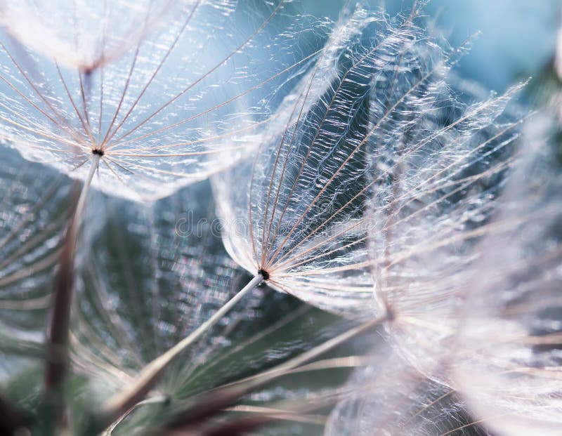 Delicate Natural Backdrop of the Fluffy Seeds of the Dandelion Stock ...