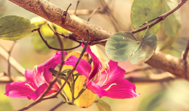 Delicate Natural Flowers in Bright Colors Stock Image - Image of colors ...