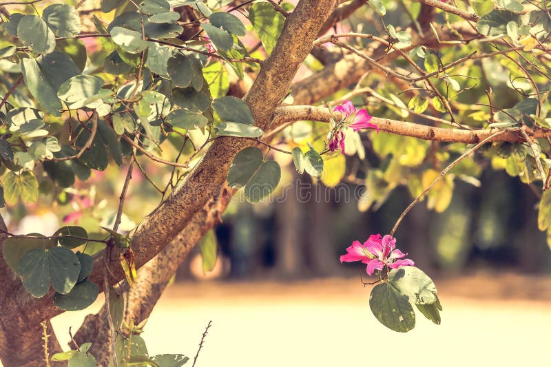 Delicate Natural Flowers in Bright Colors Stock Image - Image of meadow ...